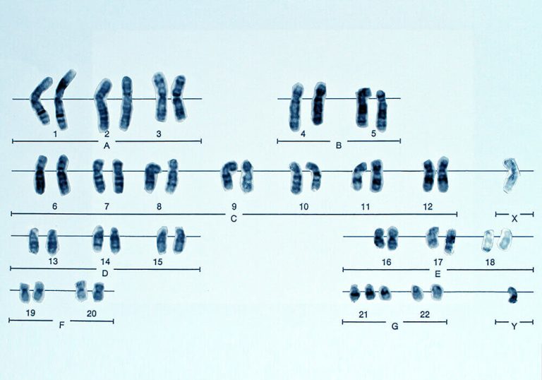 Y-DNA Tutorial - Genebase