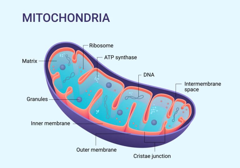 Mitochondrial DNA Tutorial - Genebase
